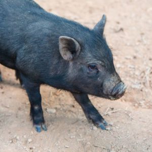 Pigs | Piggins and Banks - Nonprofit Pig Sanctuary in Virginia