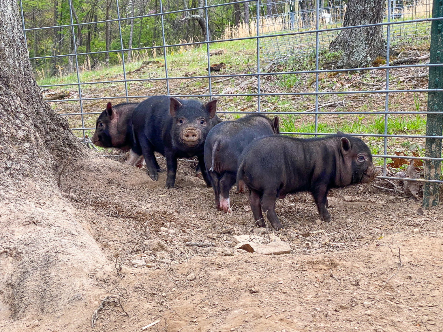 Virginia Pig Sanctuary Welcomes Sunday the Pig and Her Piglets