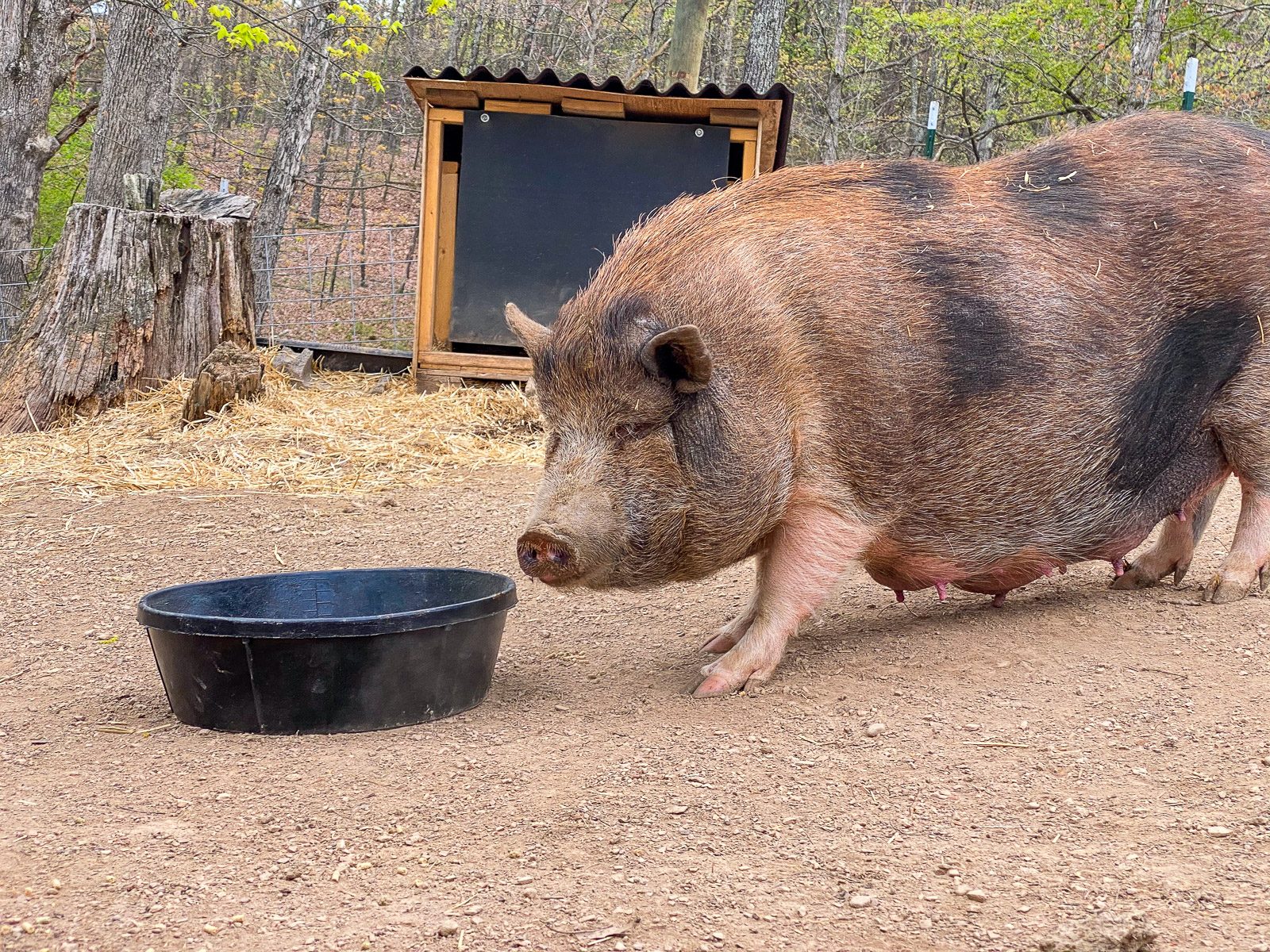 Virginia Pig Sanctuary Welcomes Sunday the Pig and Her Piglets