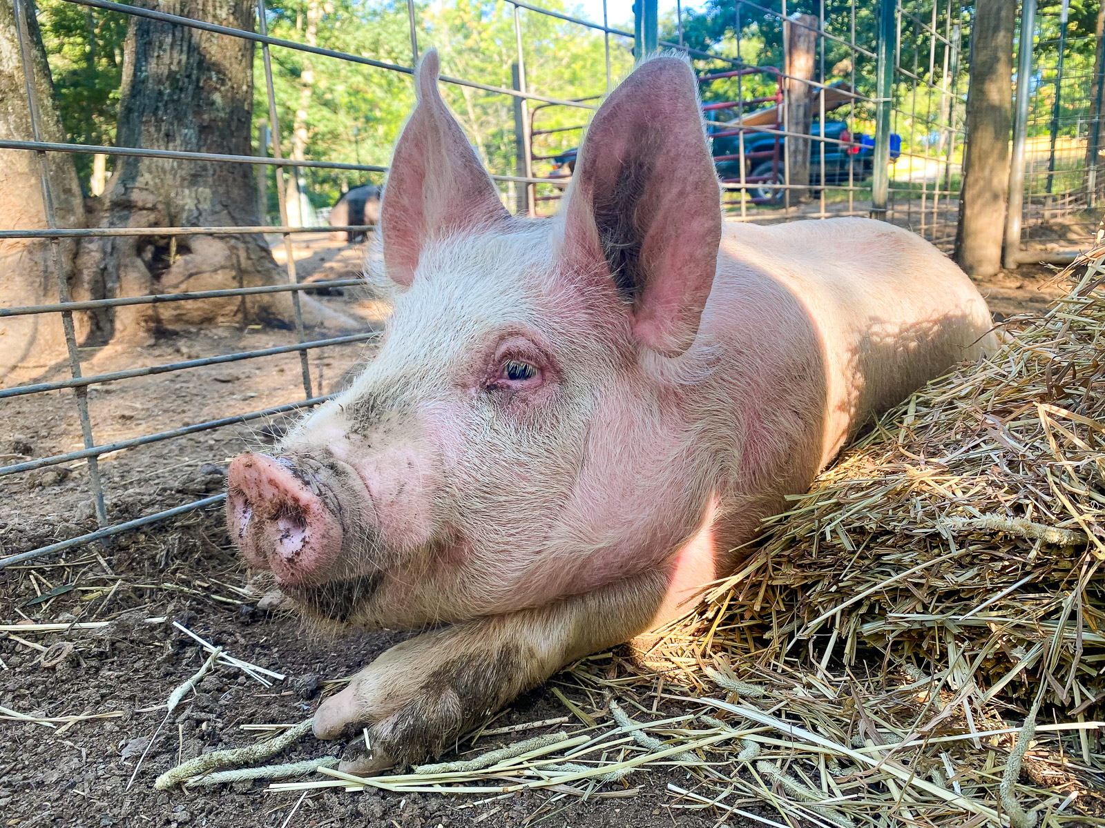 Lucky the Hog in Heaven at Piggins and Banks