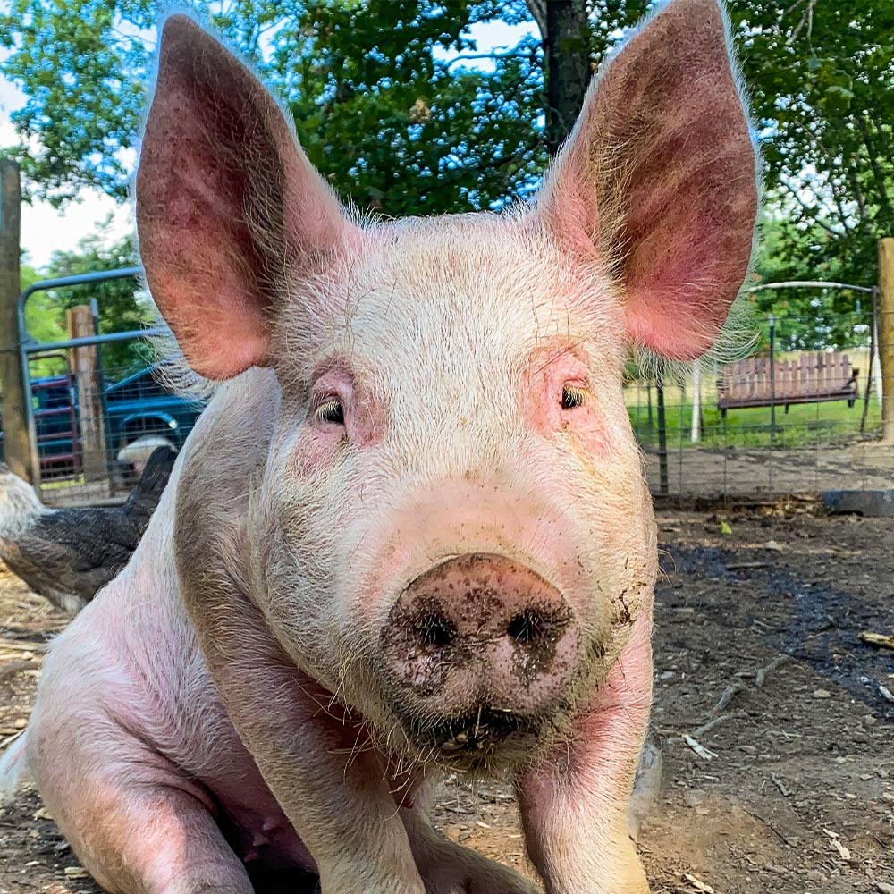 Pigs | Piggins and Banks - Nonprofit Pig Sanctuary in Virginia