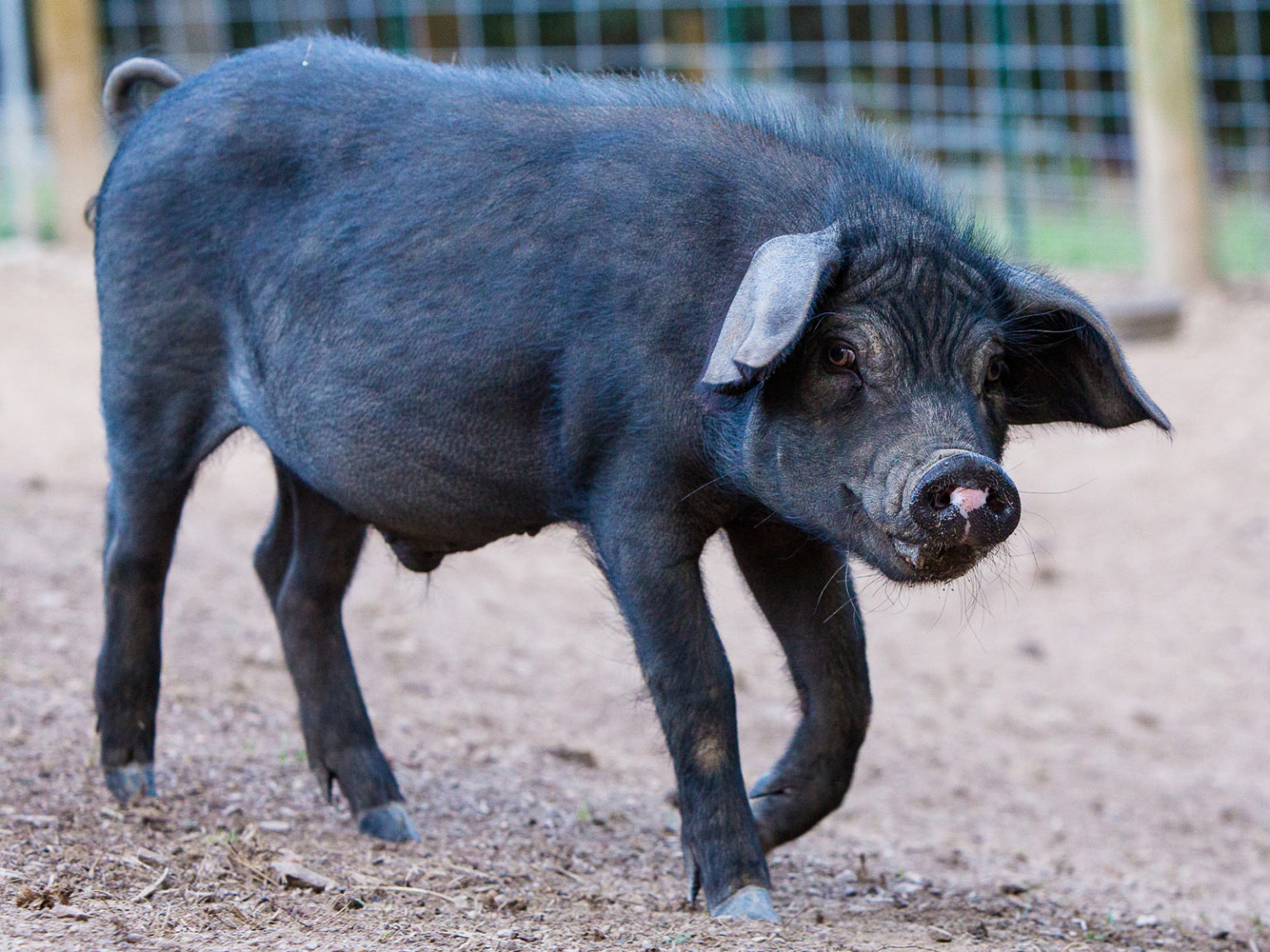 Welcome Hamilton the Mulefoot Pig