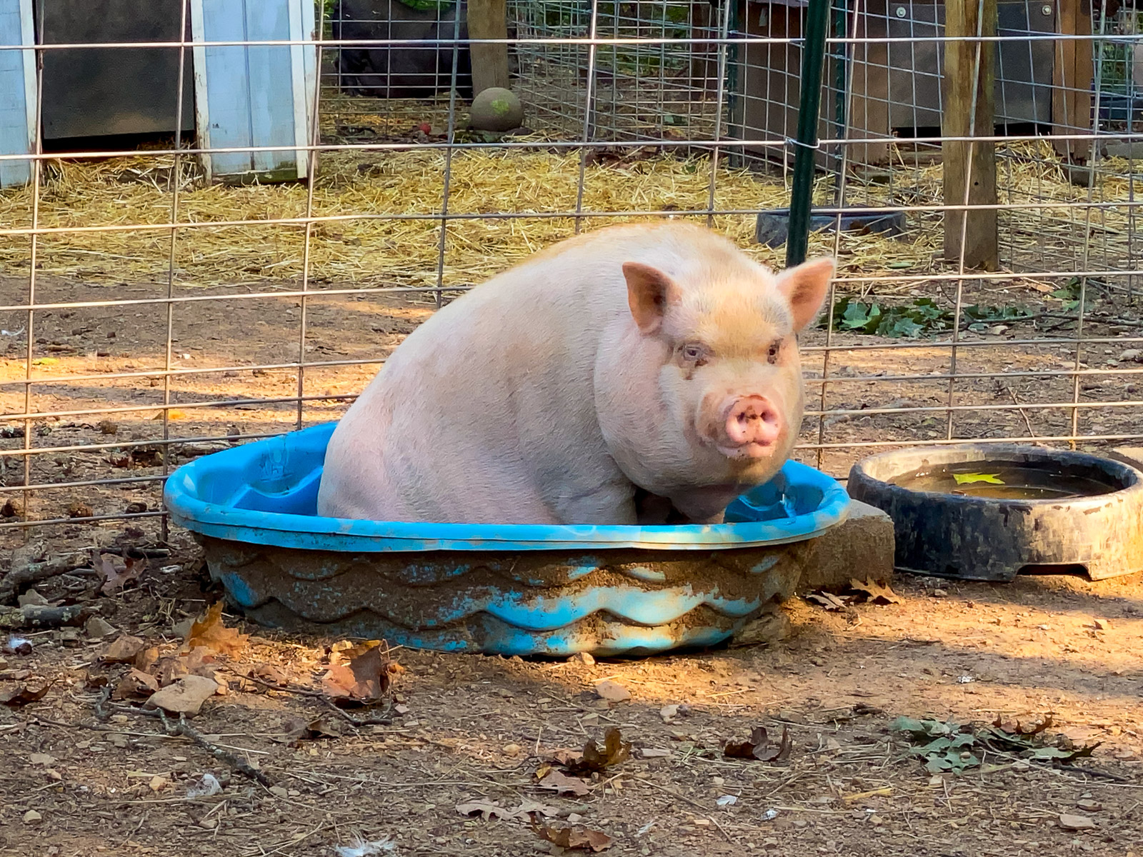 It’s Magic! Pigs Houdini and Teddy Come to Piggins and Banks