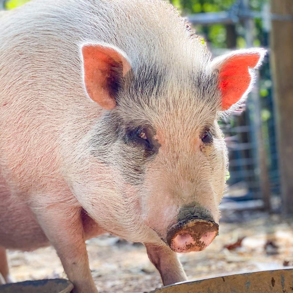 Sponsor a Pig | Piggins and Banks - Nonprofit Pig Sanctuary in Virginia