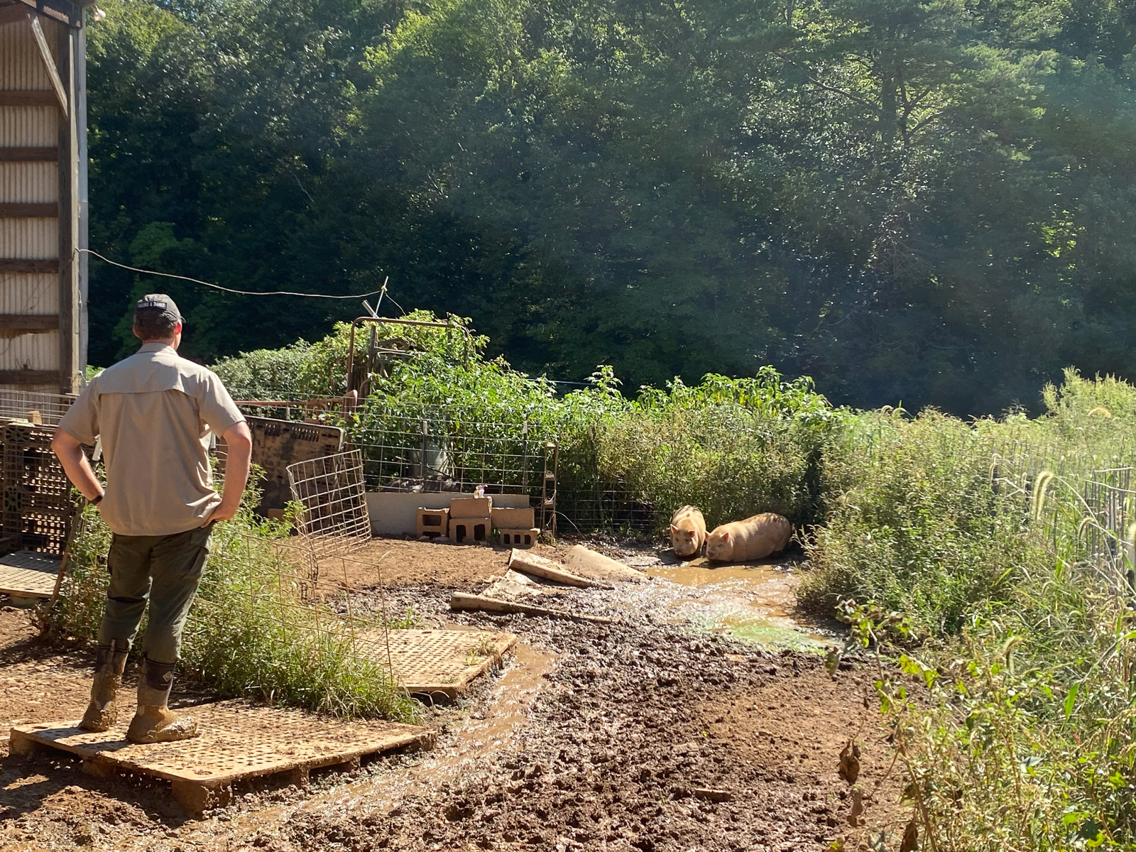 It’s Magic! Pigs Houdini and Teddy Come to Piggins and Banks
