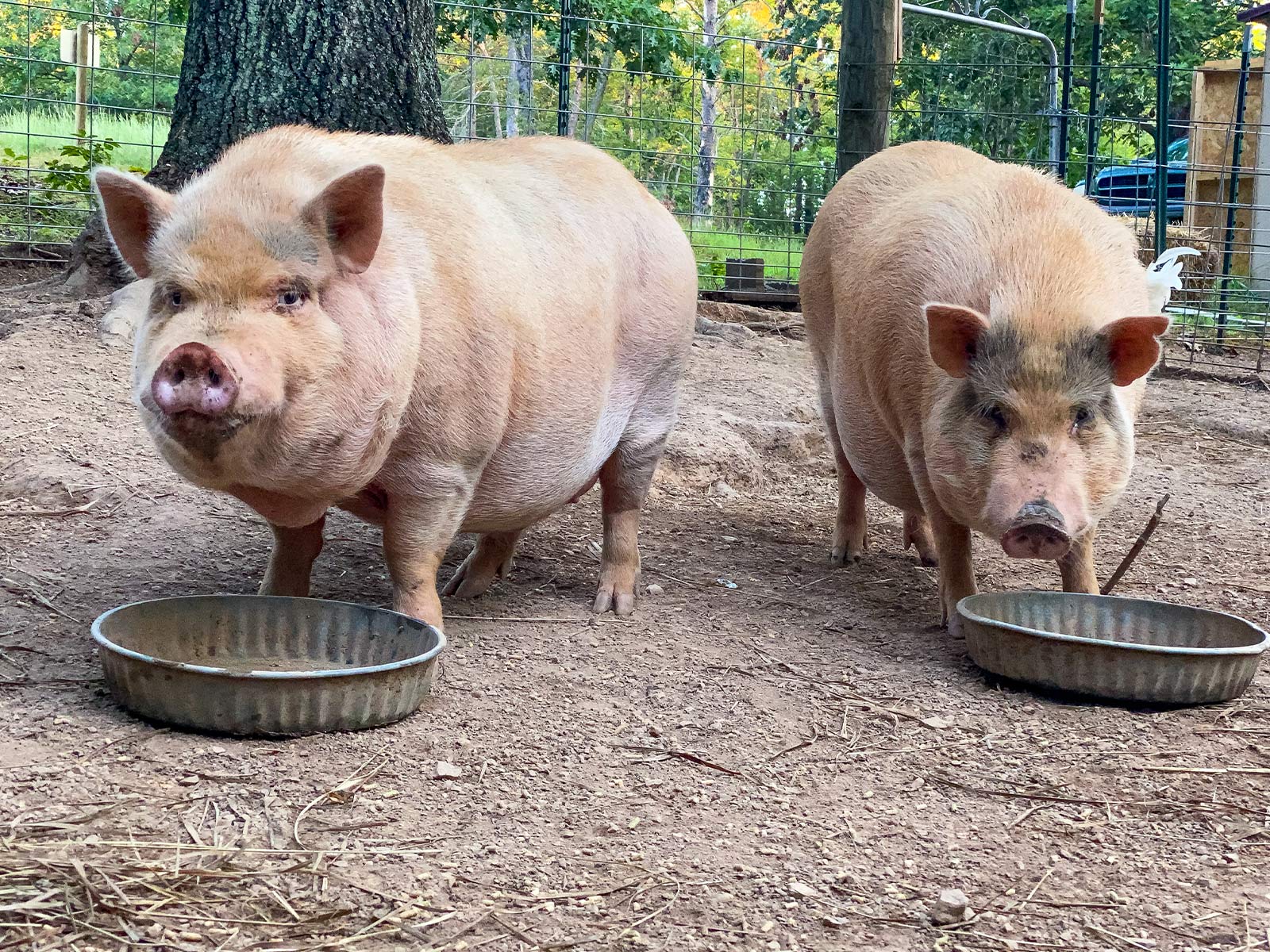 It’s Magic! Pigs Houdini and Teddy Come to Piggins and Banks