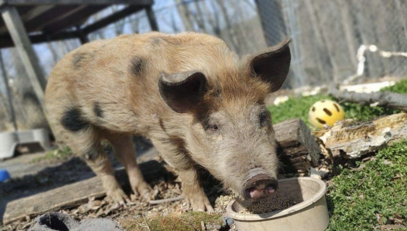 A Friend for Lucky: Stella the Full-Size Farm Pig