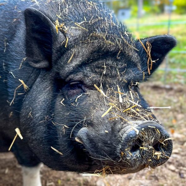 Sam the Pig - Piggins and Banks Pig Sanctuary