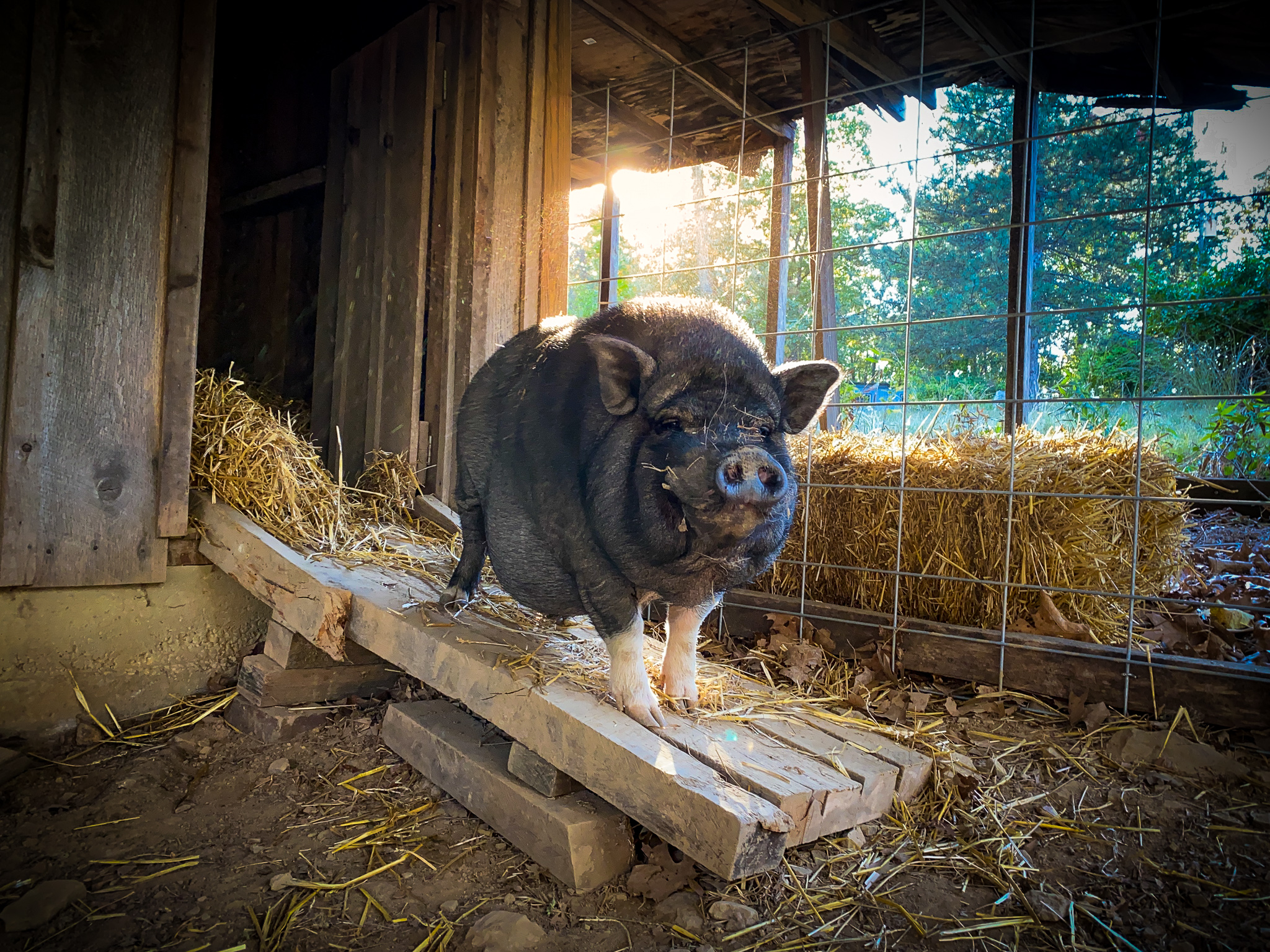 Winchester Pigs Stay in Town: Find Forever Home at Piggins and Banks