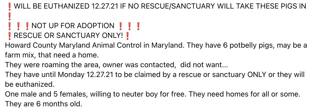 Six Piglets Saved from Euthanasia by Pig Sanctuary