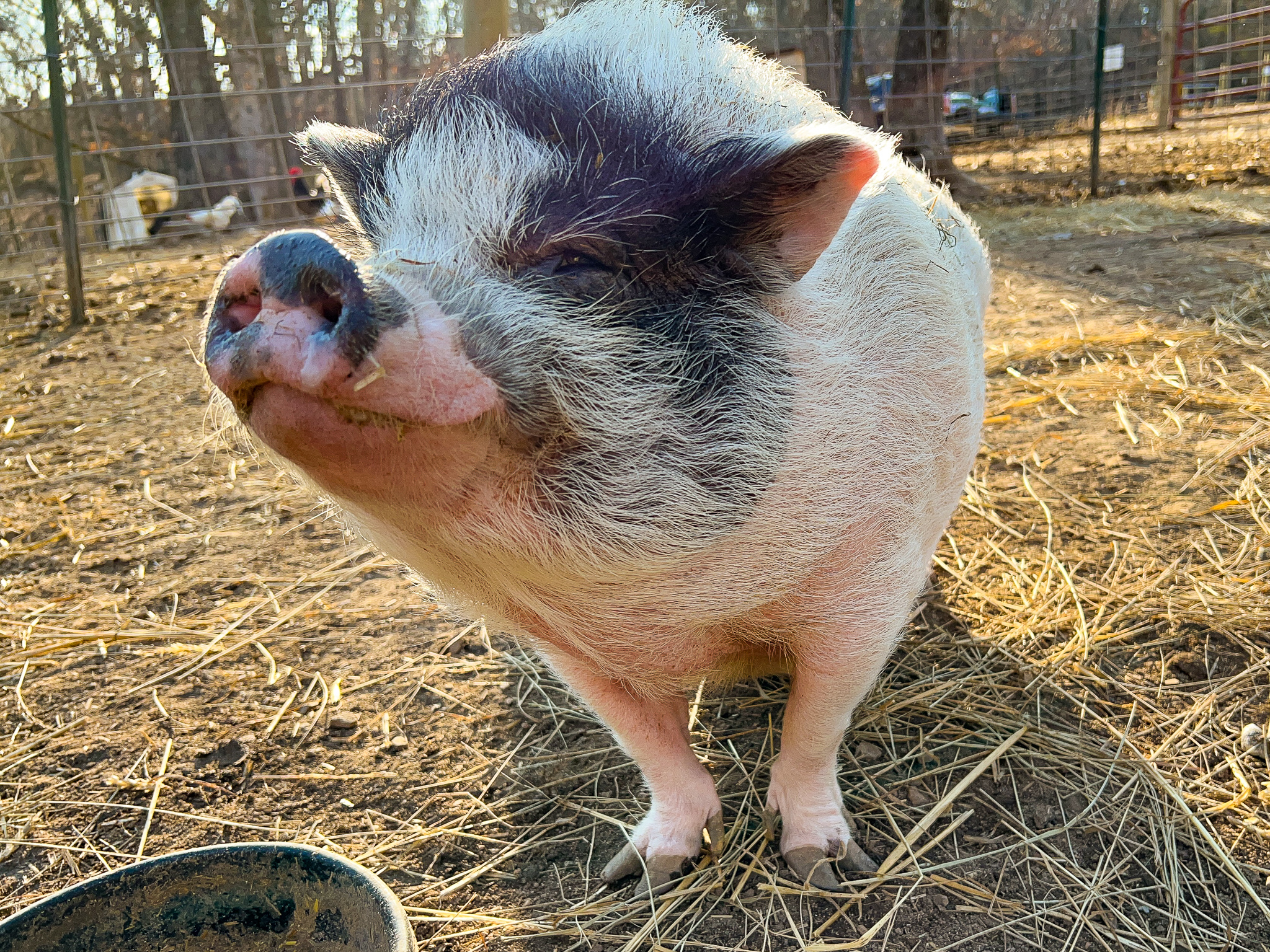 The Story of Piggins and Banks: Pig Sanctuary in Virginia