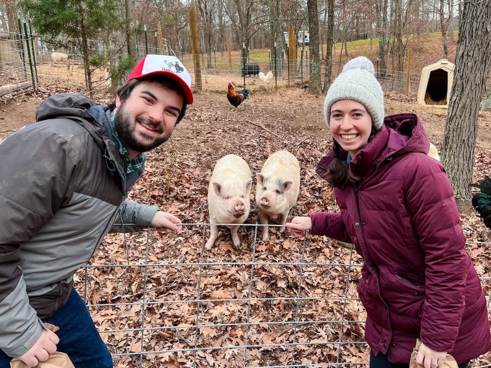 Guided Tours | Piggins and Banks - Nonprofit Pig Sanctuary in Virginia