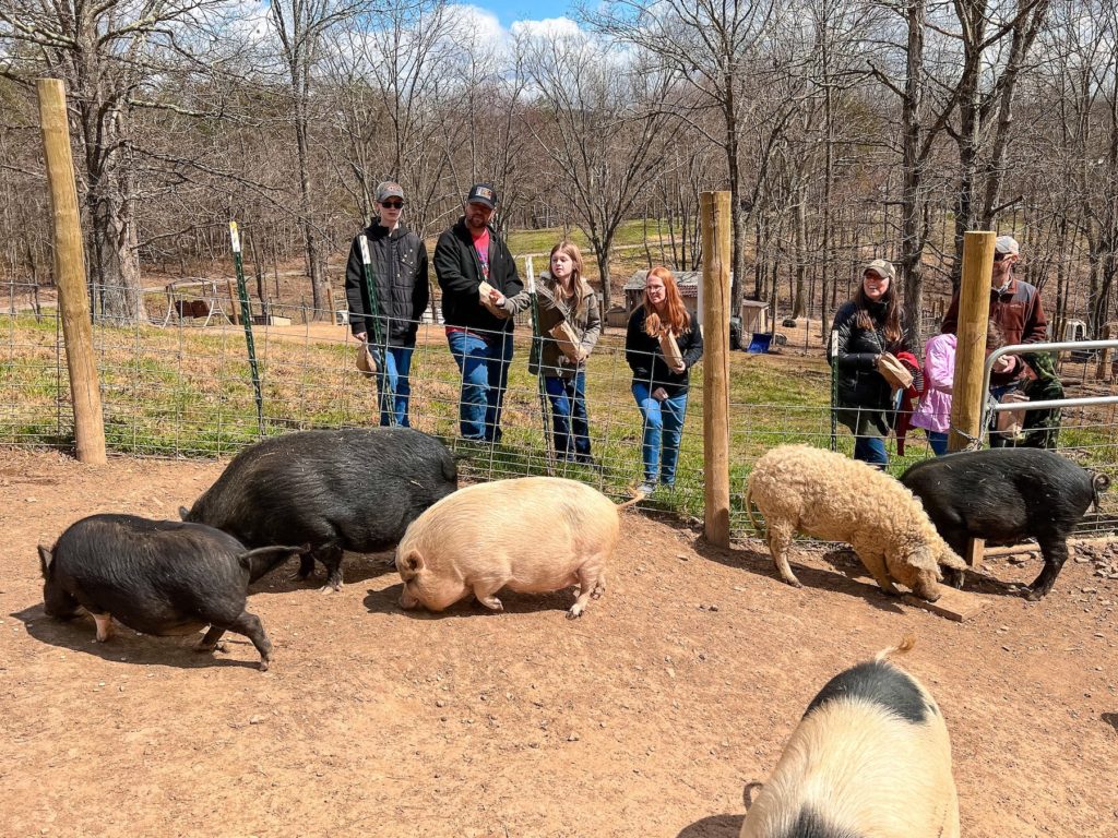 Guided Tours | Piggins and Banks - Nonprofit Pig Sanctuary in Virginia