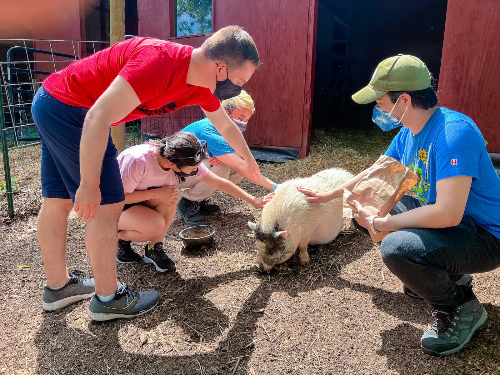 Guided Tours | Piggins and Banks - Nonprofit Pig Sanctuary in Virginia