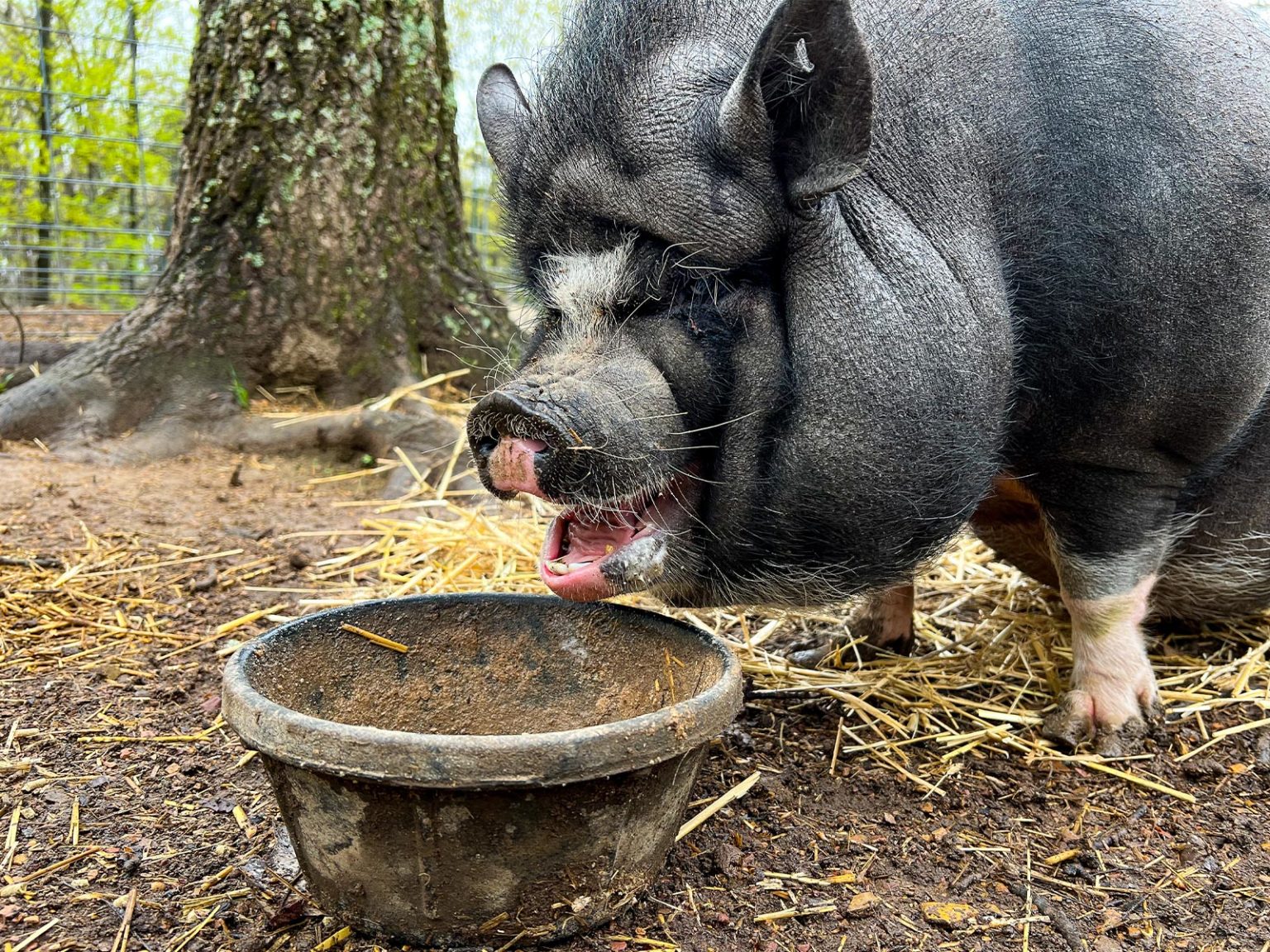 Piggins and Banks: A Nonprofit Pig Sanctuary in Virginia