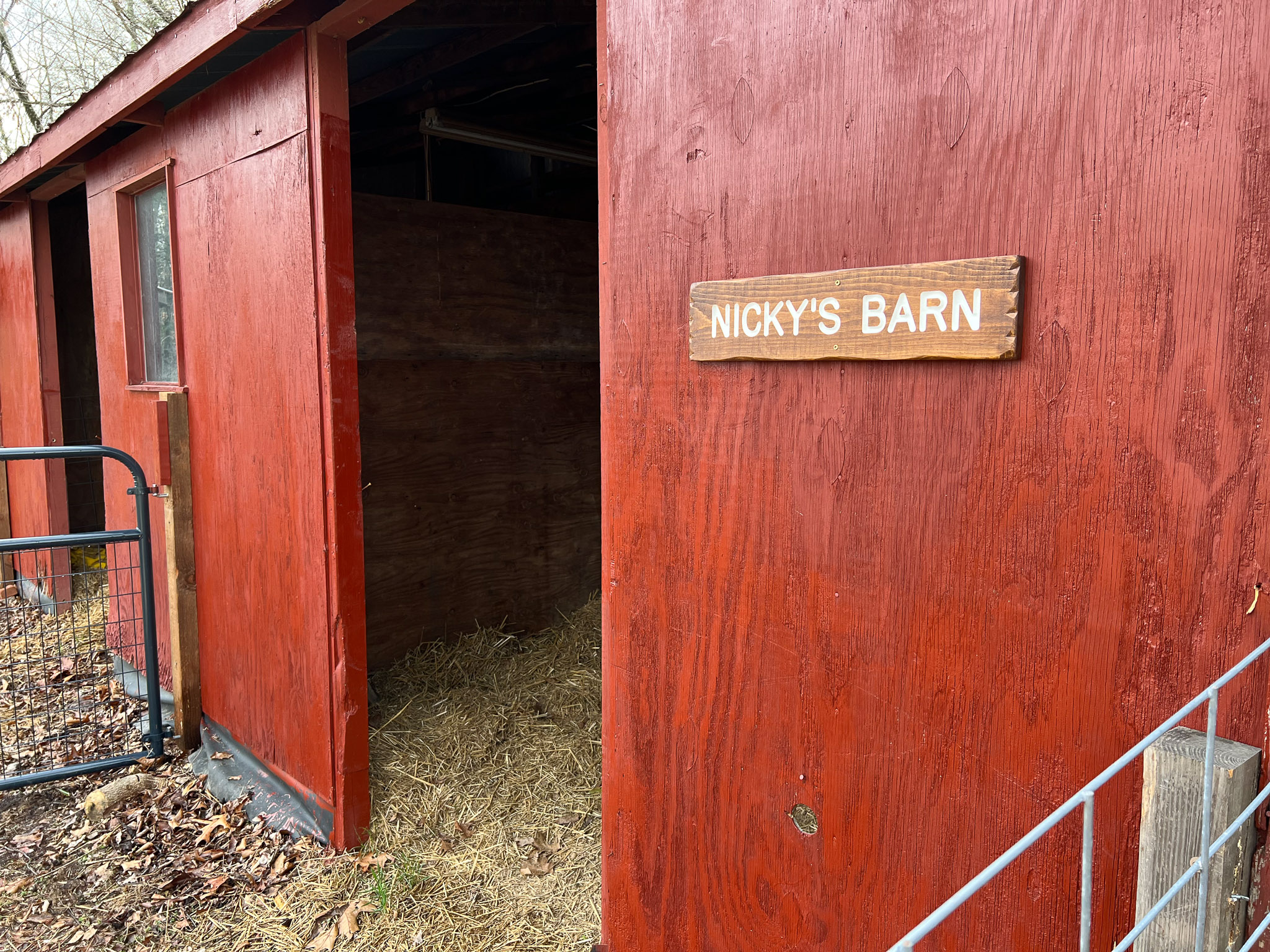 Nicky the Pig | Piggins and Banks Pig Sanctuary