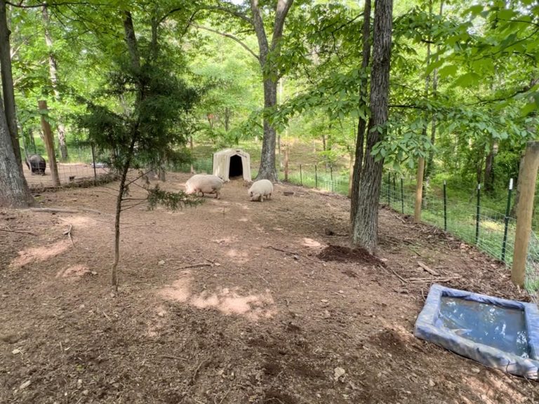 Piggins and Banks: A Nonprofit Pig Sanctuary in Virginia