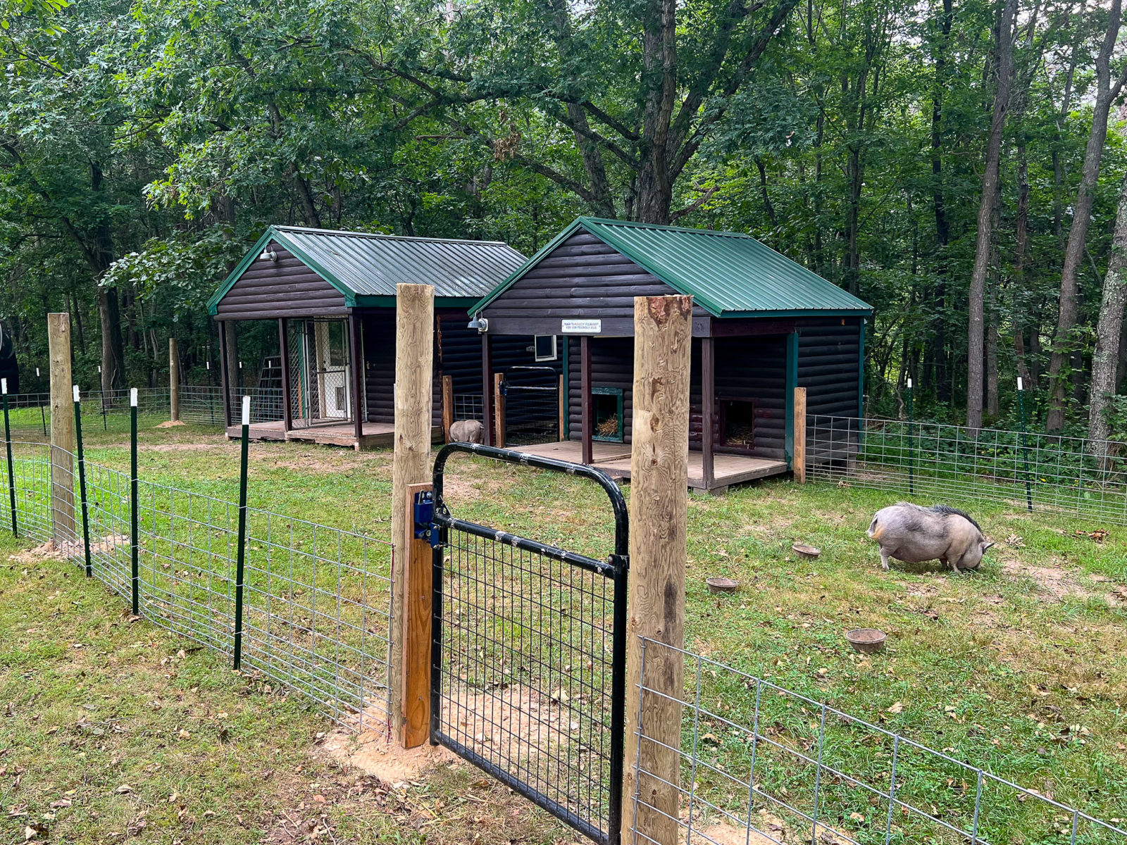 Our Sanctuary | Piggins and Banks - Nonprofit Pig Sanctuary in Virginia