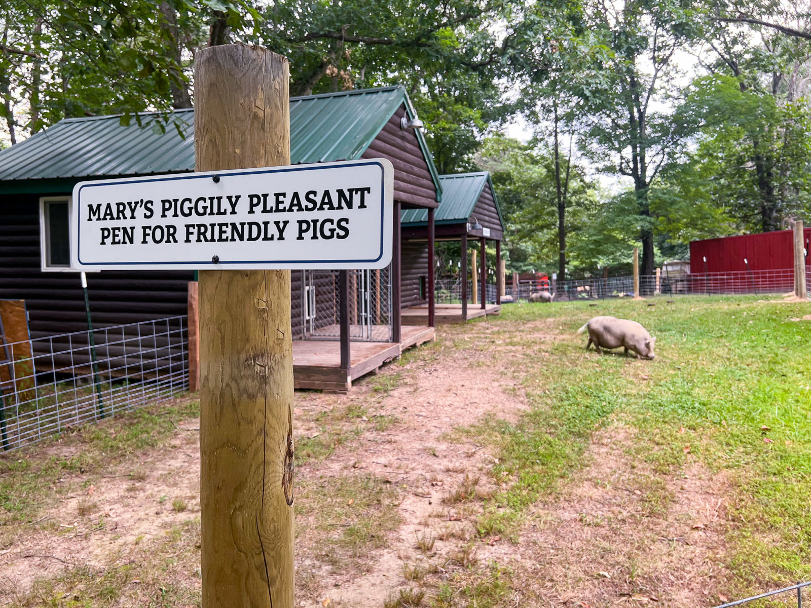 Our Sanctuary | Piggins and Banks - Nonprofit Pig Sanctuary in Virginia