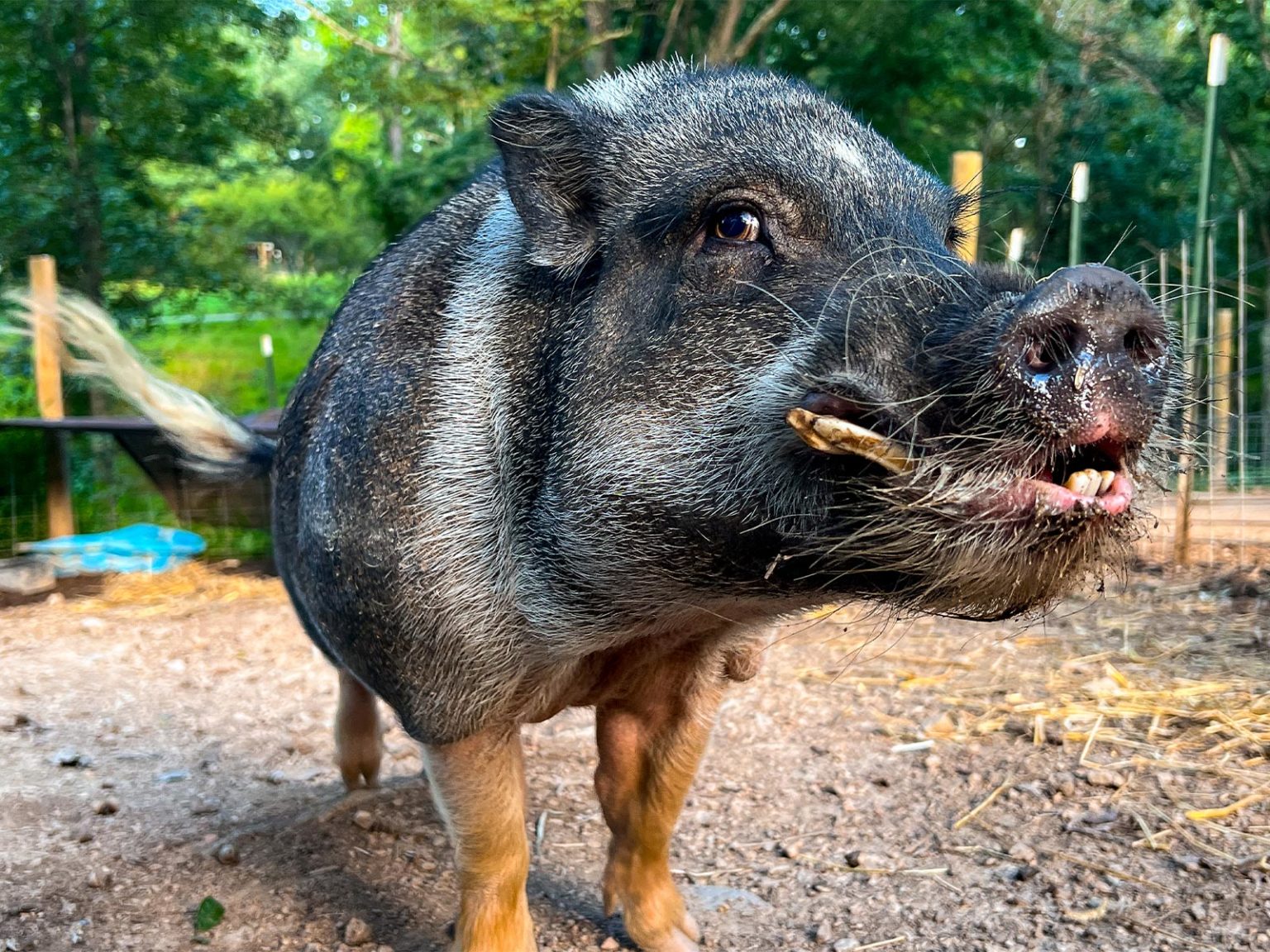 Piggins and Banks: A Nonprofit Pig Sanctuary in Virginia