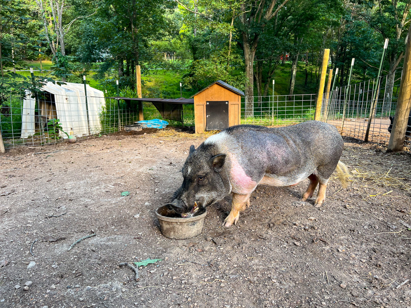 Kevin the Pig Comes Home to Piggins and Banks