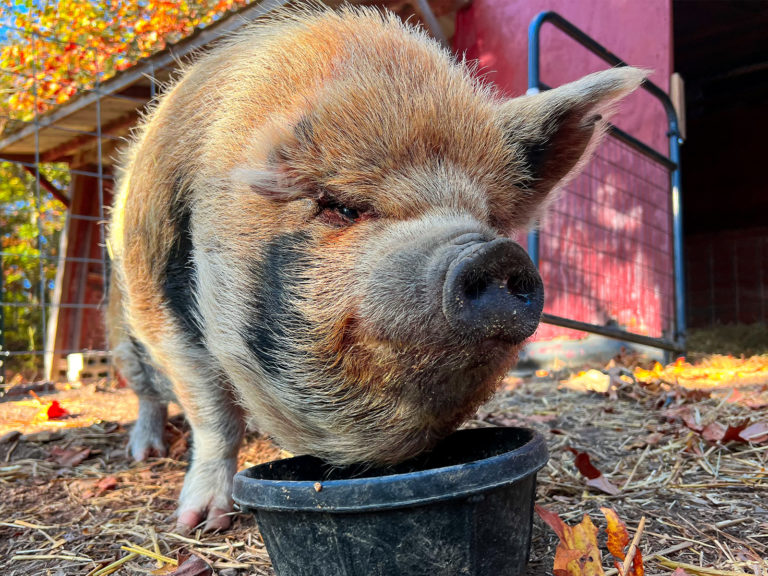 Piggins and Banks: A Nonprofit Pig Sanctuary in Virginia