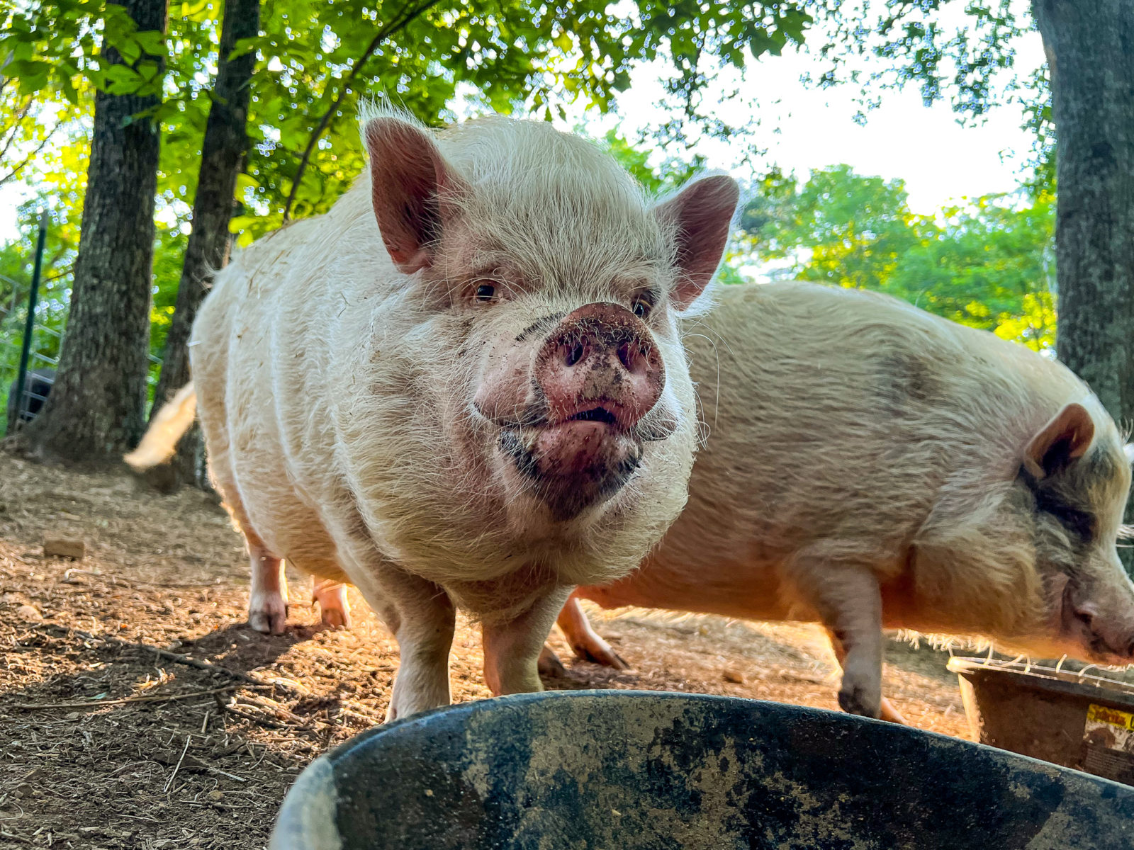 Piggins and Banks: A Nonprofit Pig Sanctuary in Virginia
