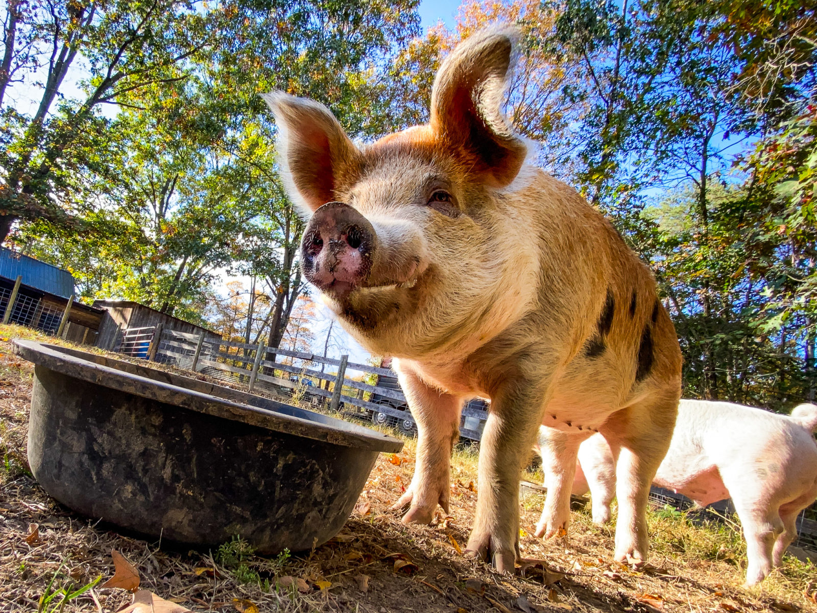 Piggins and Banks: A Nonprofit Pig Sanctuary in Virginia
