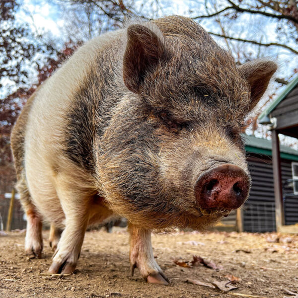 Ophelia the Pig | Piggins and Banks Pig Sanctuary