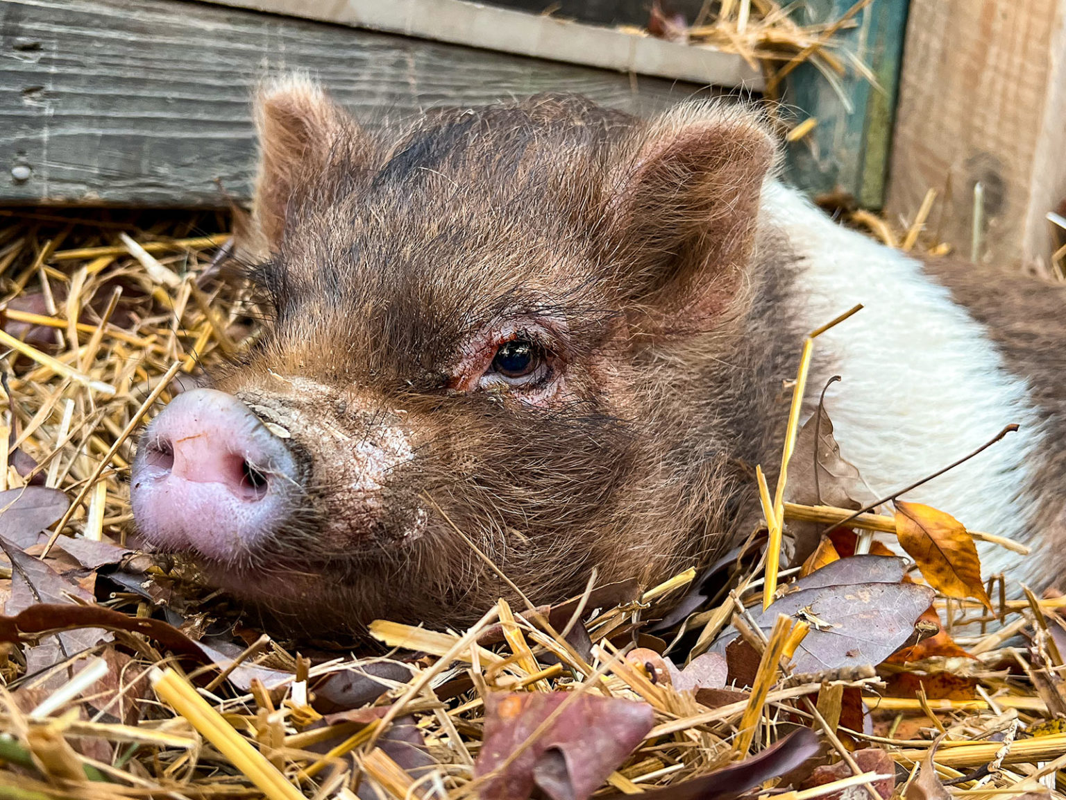 Piggins and Banks: A Nonprofit Pig Sanctuary in Virginia