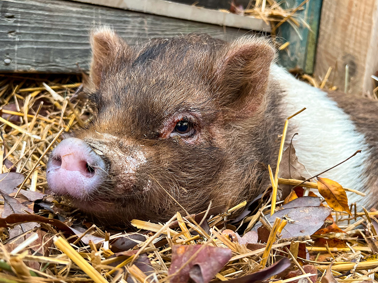 Ophelia the Piglet: Safe and on the Mend