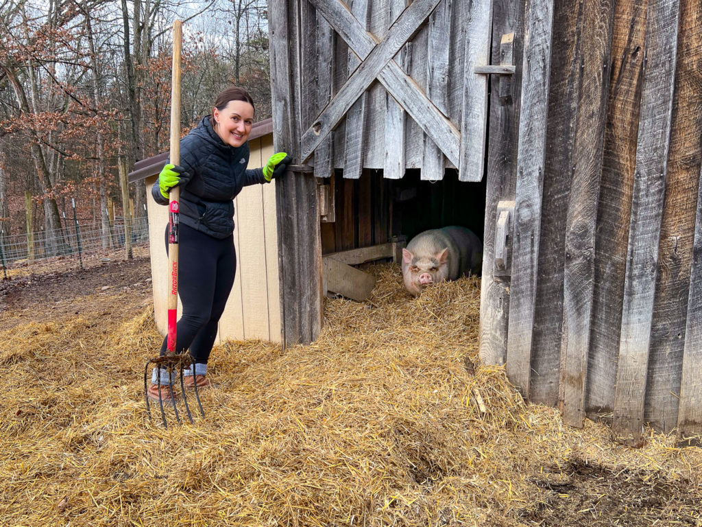 Volunteer | Piggins and Banks - Nonprofit Pig Sanctuary in Virginia