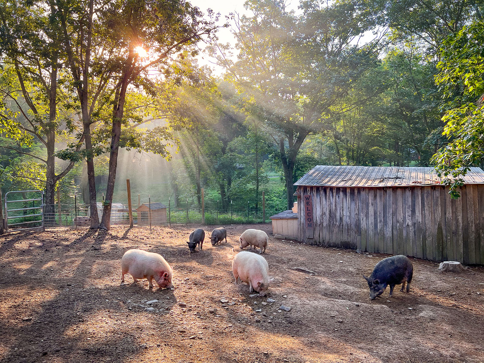Piggins and Banks: A Nonprofit Pig Sanctuary in Virginia