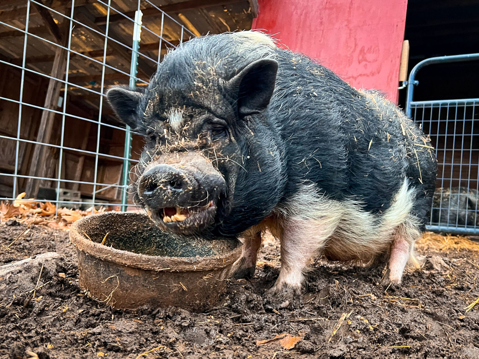 Welcoming Two New Pigs to Retirement