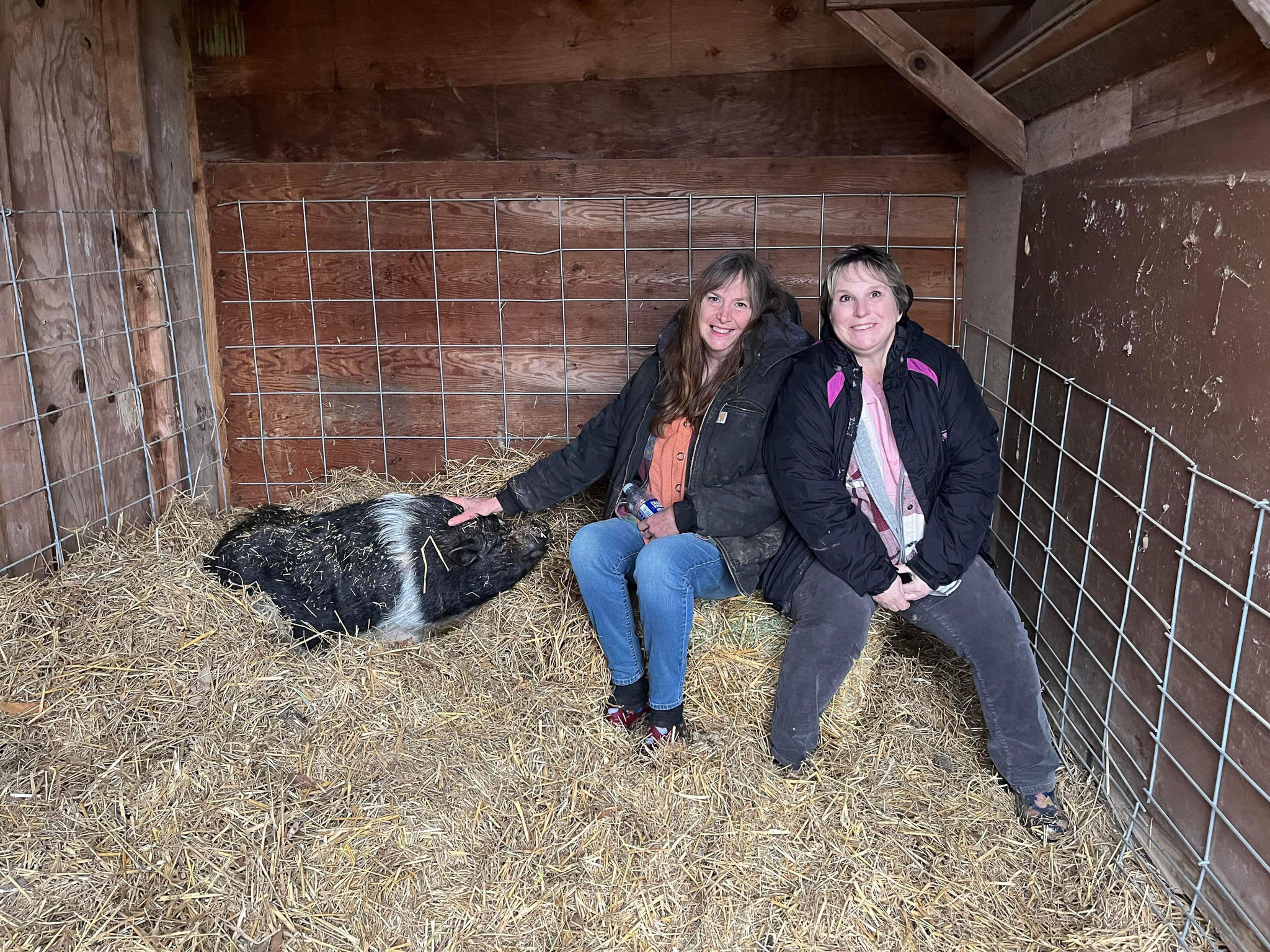 Welcoming Two New Pigs to Retirement