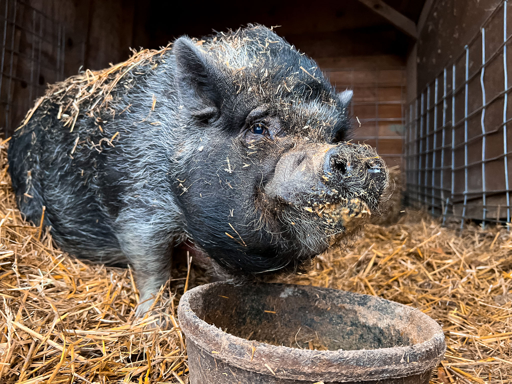 Welcoming Two New Pigs to Retirement