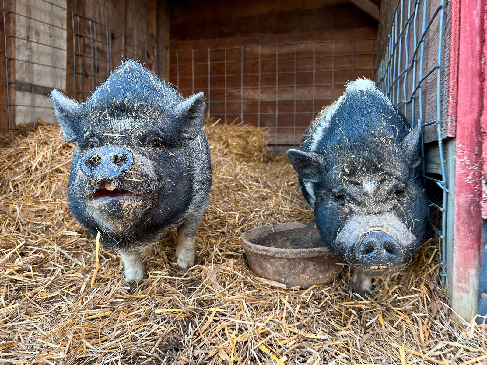 Piggins and Banks: A Nonprofit Pig Sanctuary in Virginia