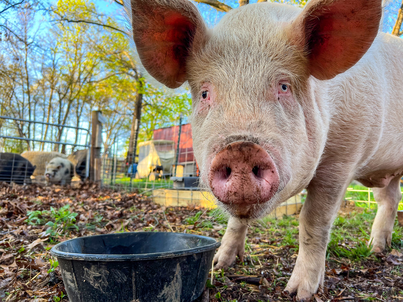 Piggins and Banks: A Nonprofit Pig Sanctuary in Virginia