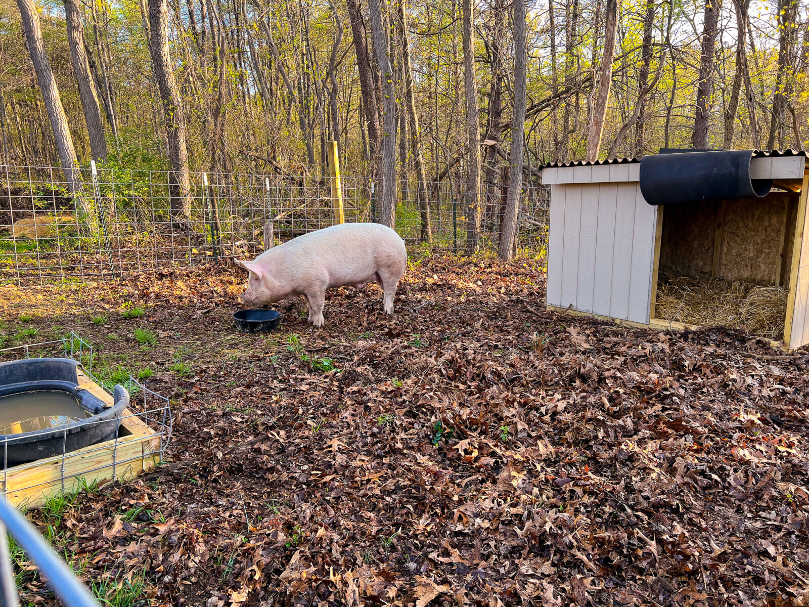 Georgie the Pig: From Pig Scramble to Forever Home
