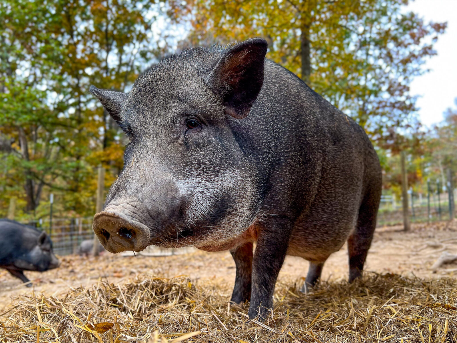 Piggins and Banks: A Nonprofit Pig Sanctuary in Virginia