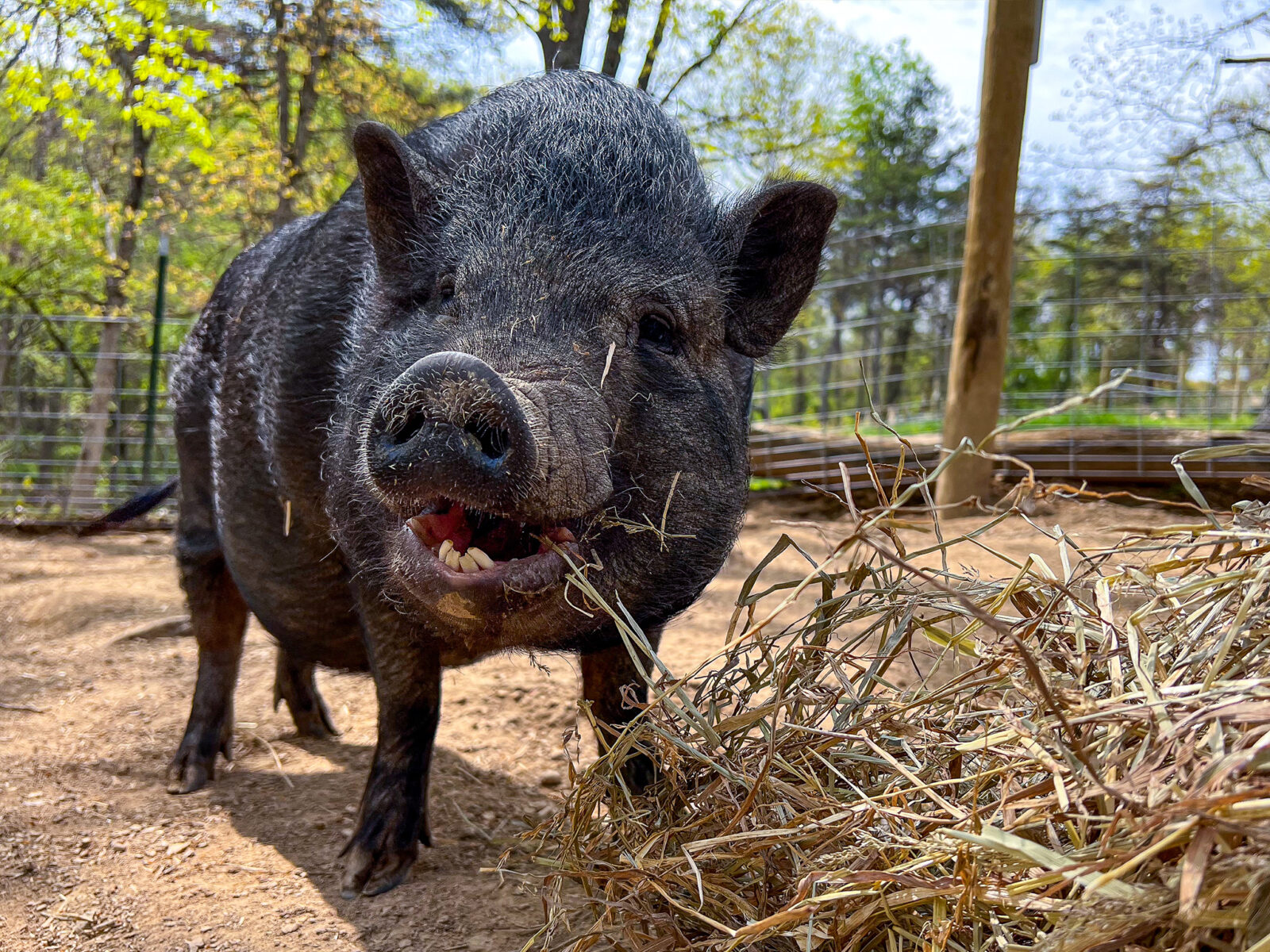 Piggins and Banks: A Nonprofit Pig Sanctuary in Virginia