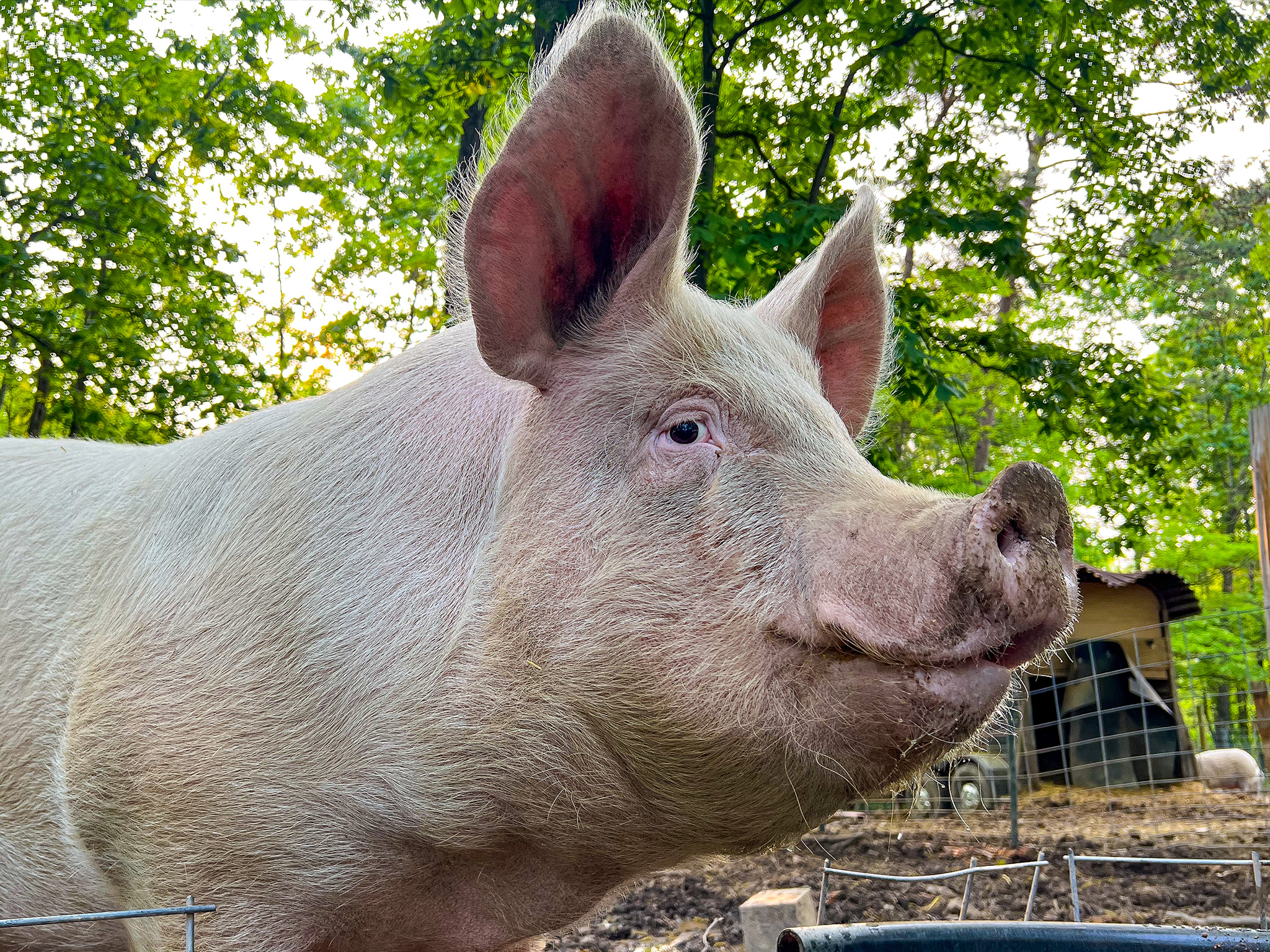 Piggins and Banks: A Nonprofit Pig Sanctuary in Virginia