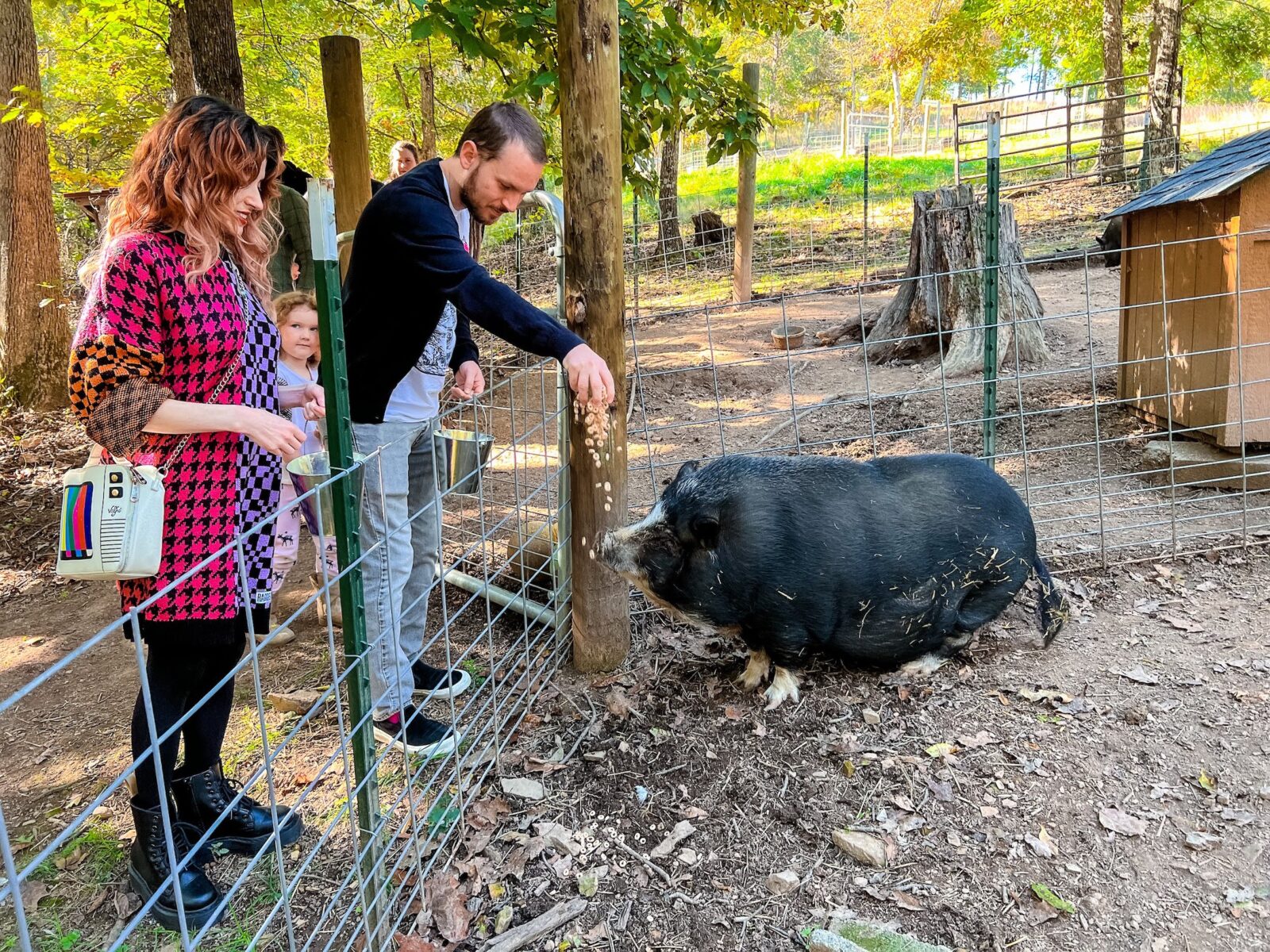 Guided Tours | Piggins and Banks - Nonprofit Pig Sanctuary in Virginia