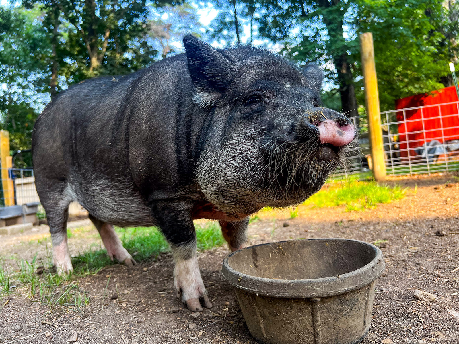 Piggins and Banks: A Nonprofit Pig Sanctuary in Virginia