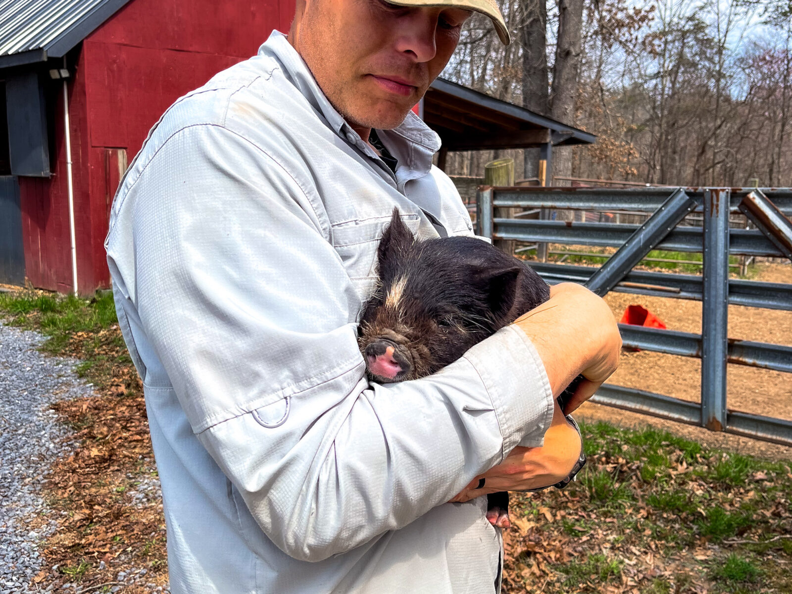 Kune Kune Piglet Given Chance at Life at Pig Rescue