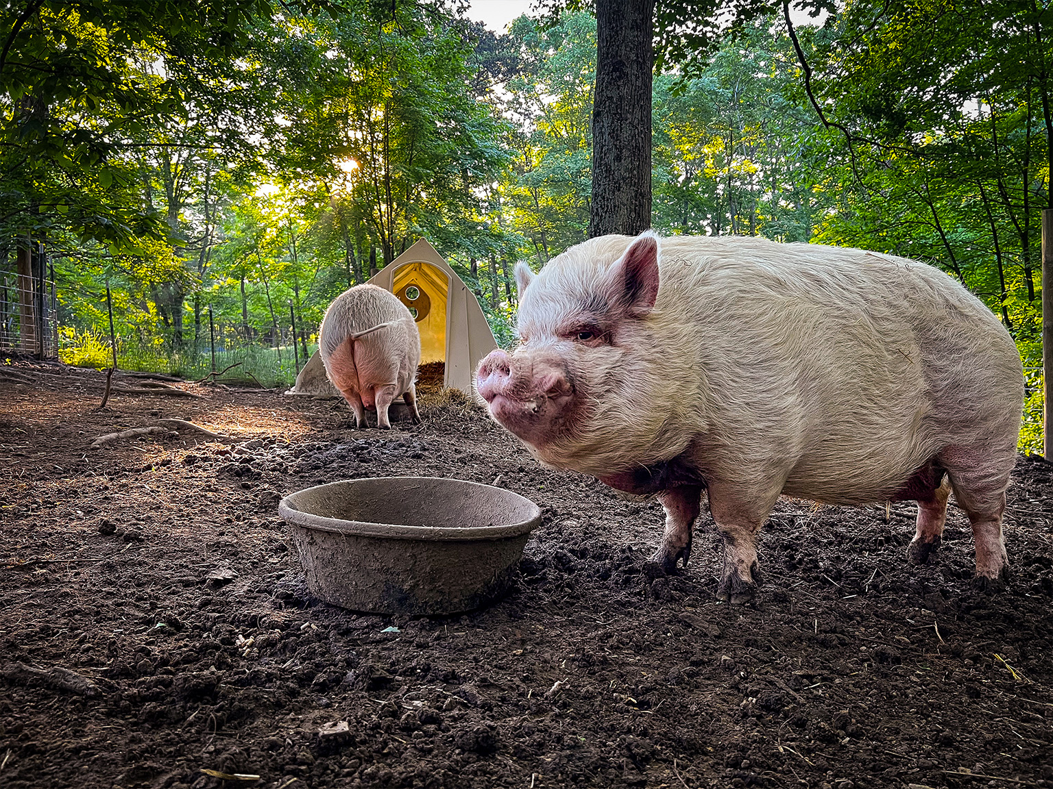 Piggins and Banks: A Nonprofit Pig Sanctuary in Virginia