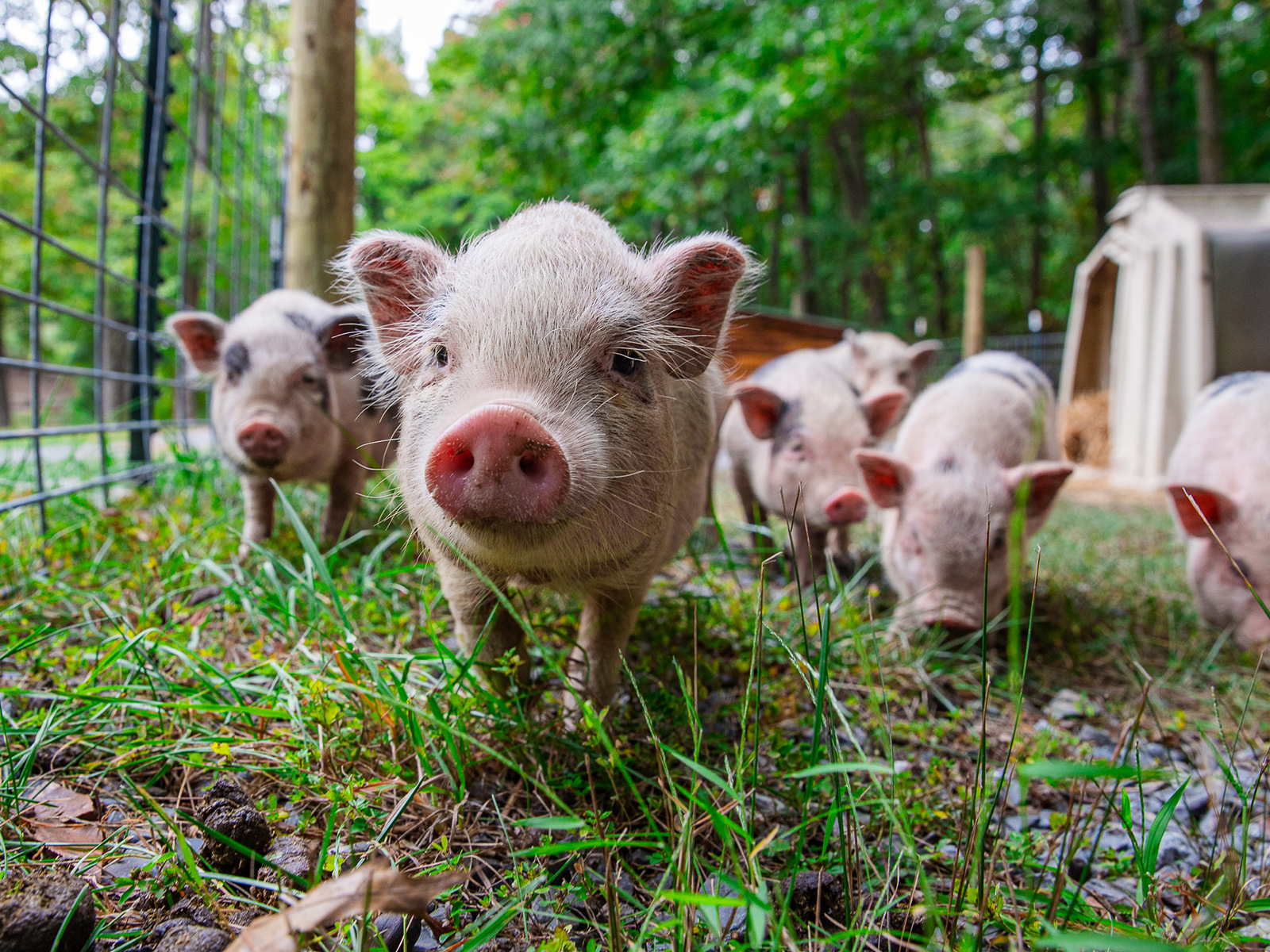 Piggins and Banks: A Nonprofit Pig Sanctuary in Virginia