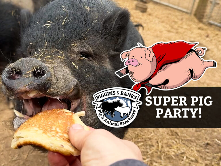 Piggins and Banks: A Nonprofit Pig Sanctuary in Virginia